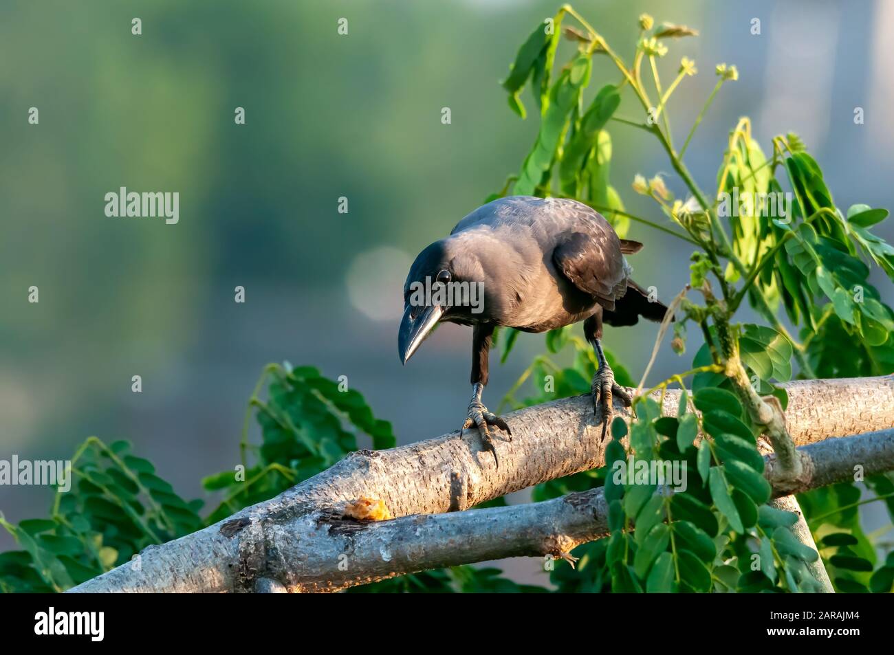 Fauna wildlife looking watching hi-res stock photography and images - Alamy