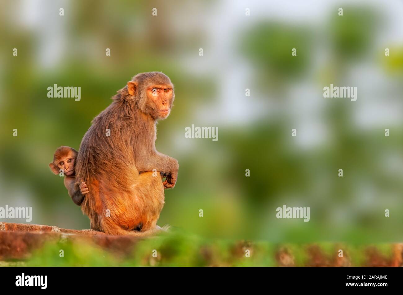 Hiding monkey hi-res stock photography and images - Alamy