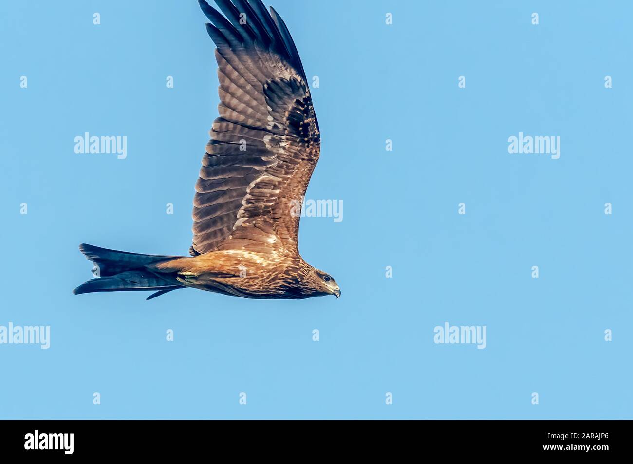 Fauna flying birds hi-res stock photography and images - Alamy