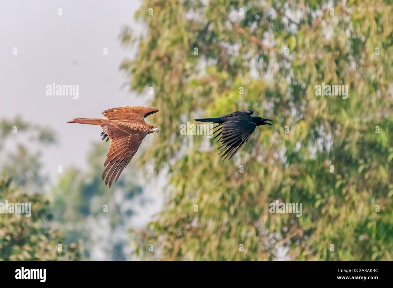Kite chasing raven hi-res stock photography and images - Alamy