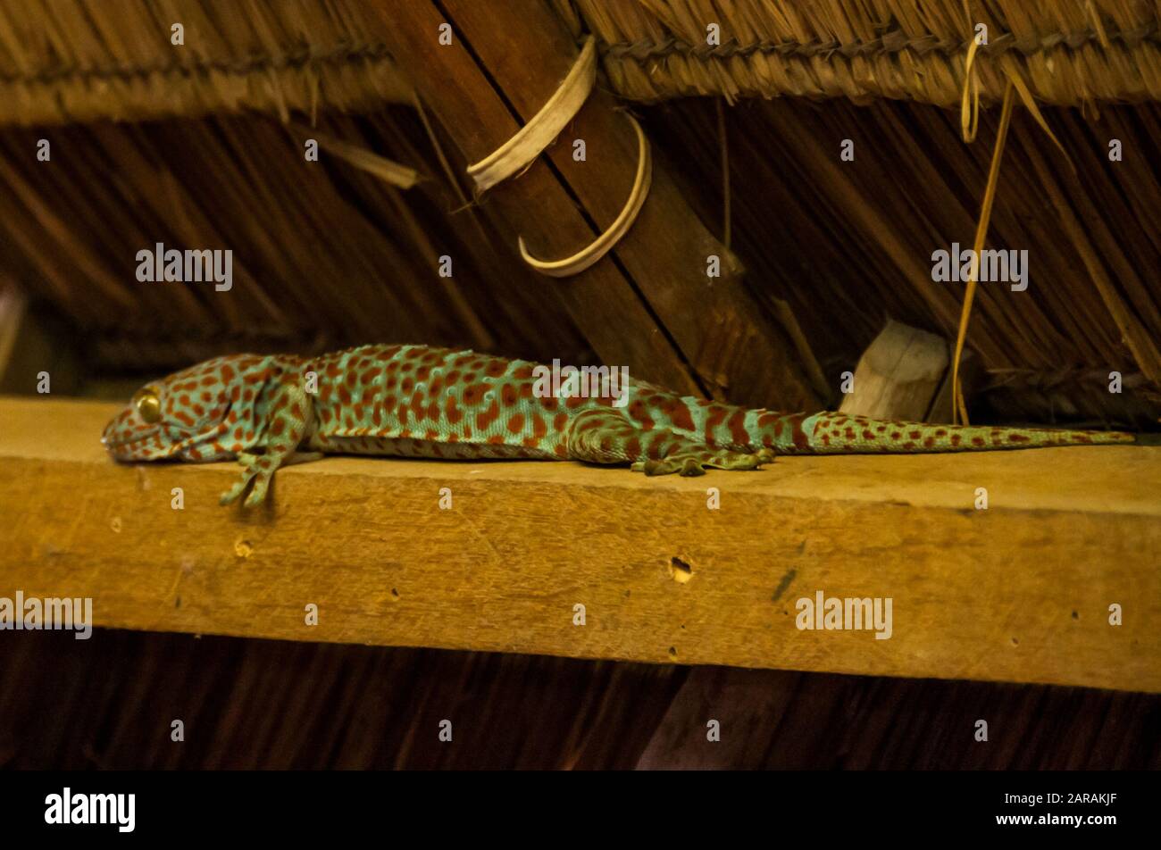 Gekko gecko asia wildlife hi-res stock photography and images - Alamy