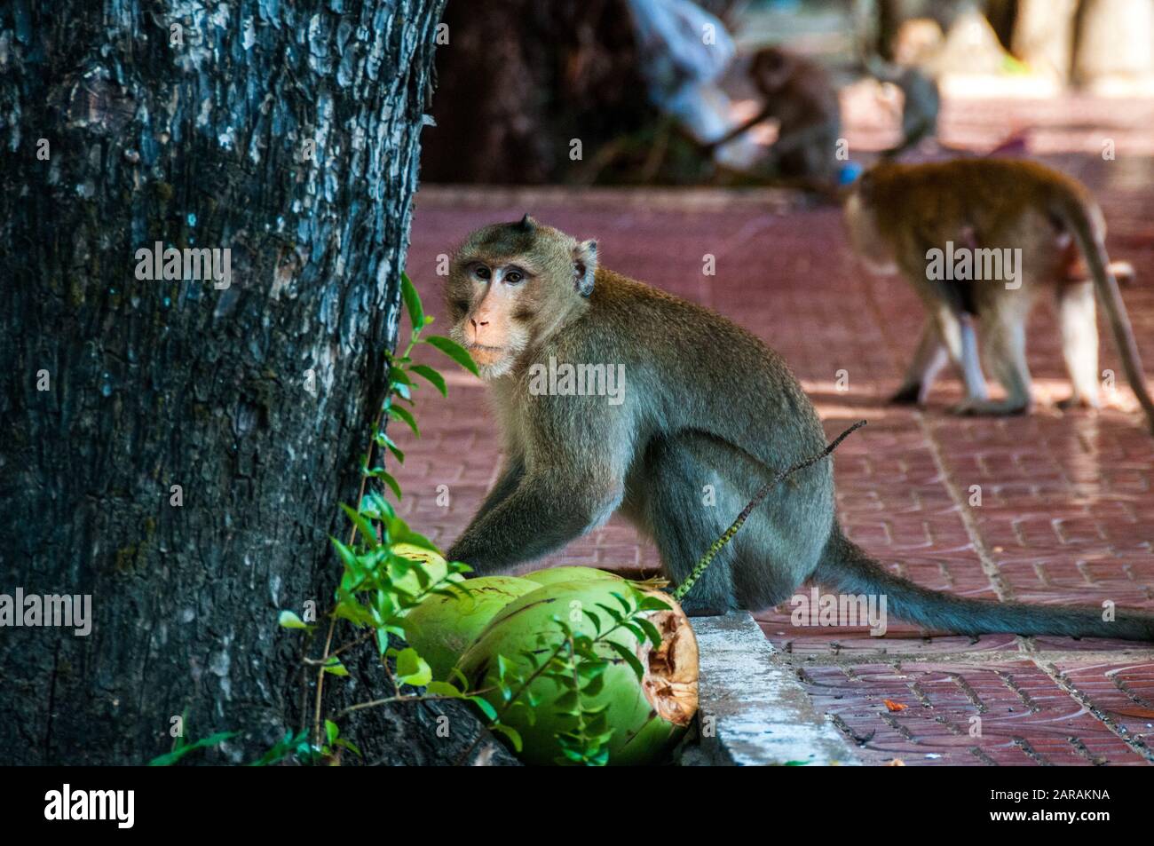 A troop of long-tailed macaques (Macaca fascicularis) take over the ...
