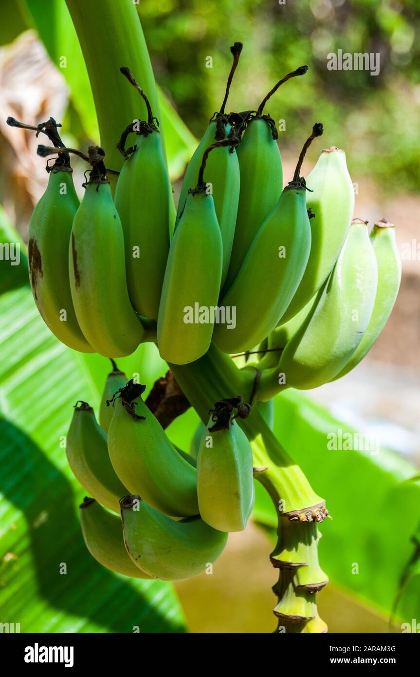 Stalk of bananas hi-res stock photography and images - Alamy