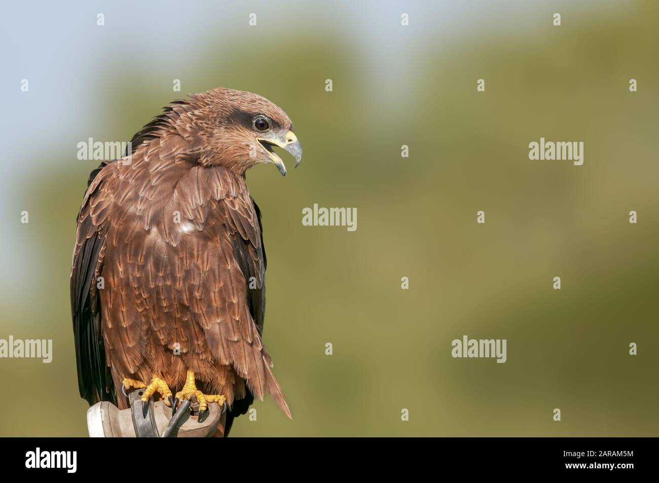 Portrait of a kite hi-res stock photography and images - Alamy