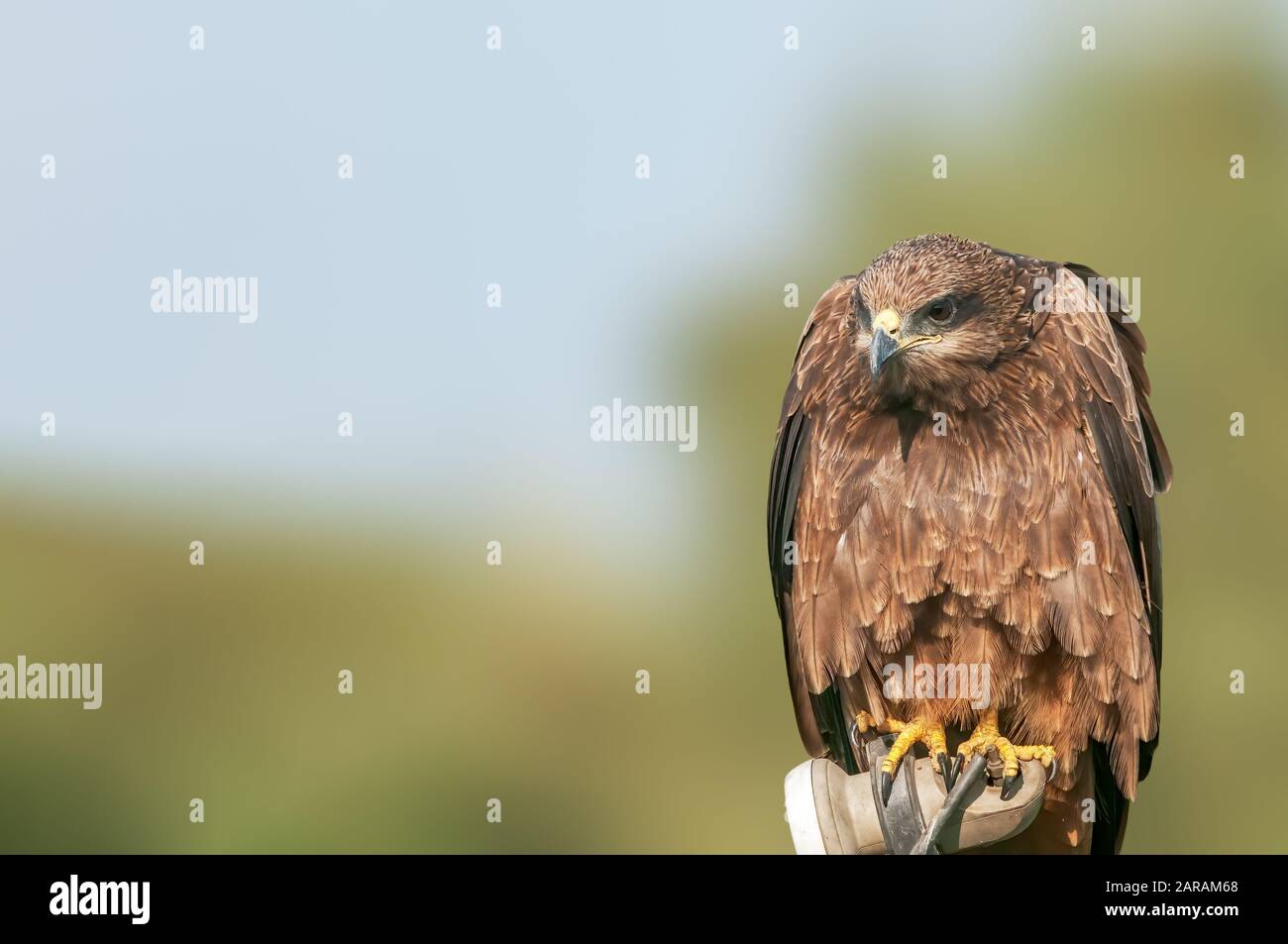 Closeup bird hi-res stock photography and images - Alamy