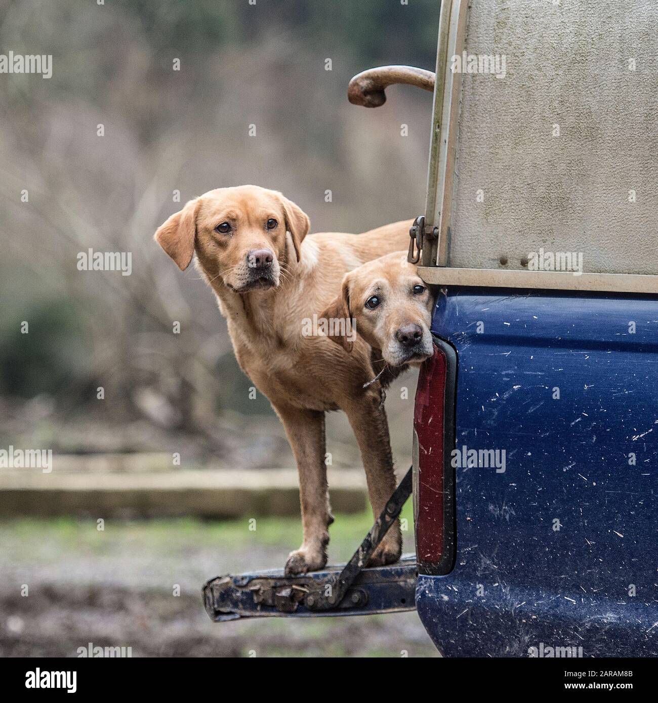 two labrador retriever gundogs in as pickup Stock Photo - Alamy