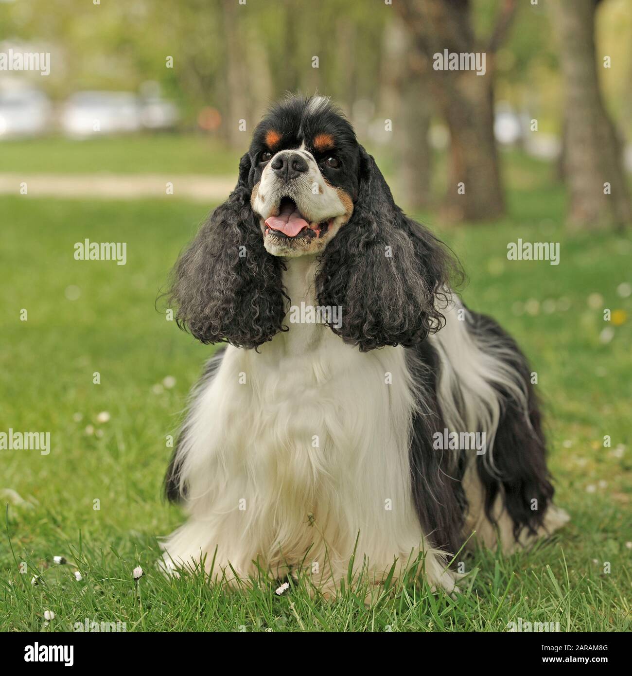 Show Cocker Spaniel High Resolution Stock Photography and Images - Alamy