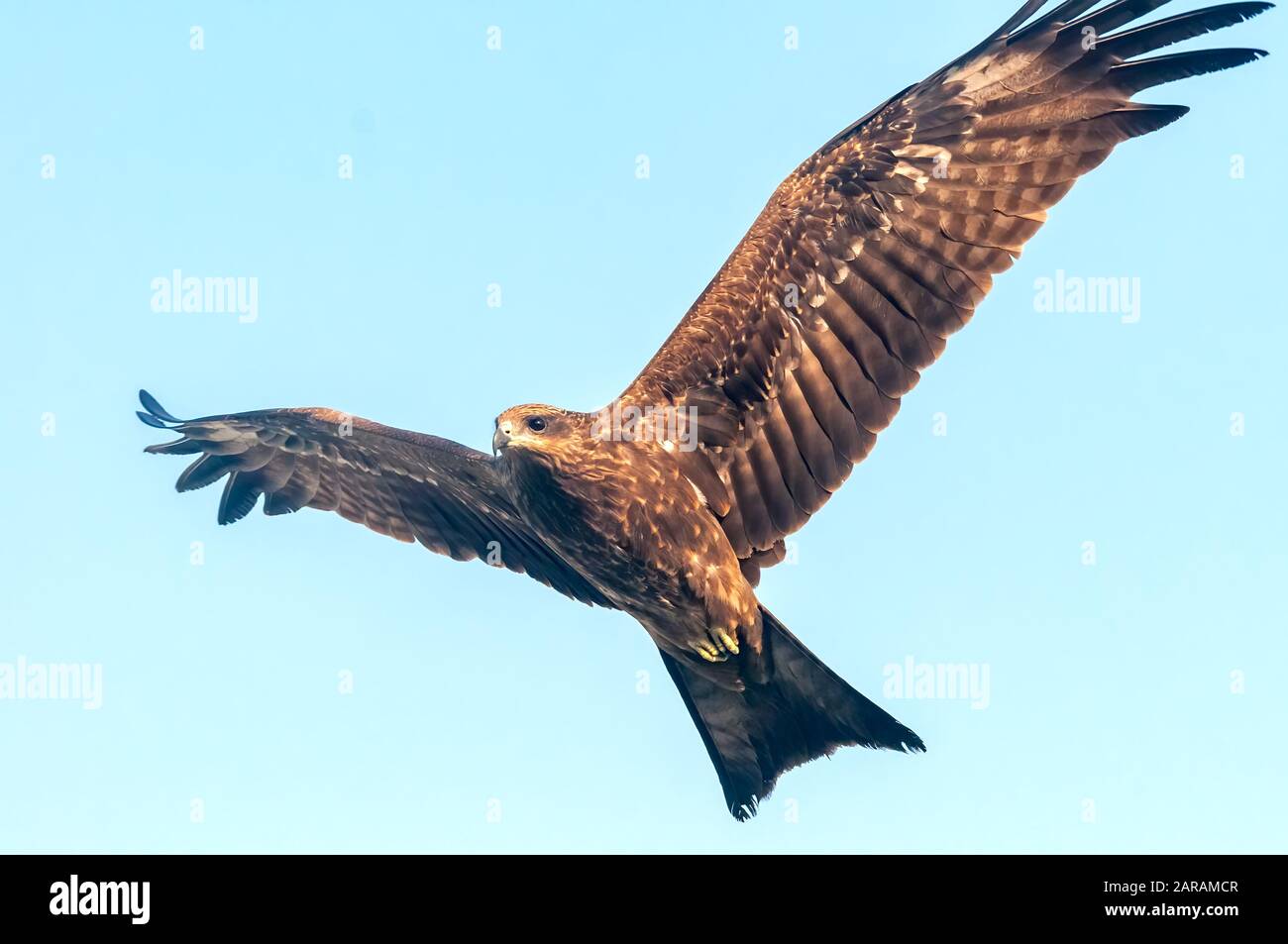 Black kite raptor in flight hi-res stock photography and images - Alamy