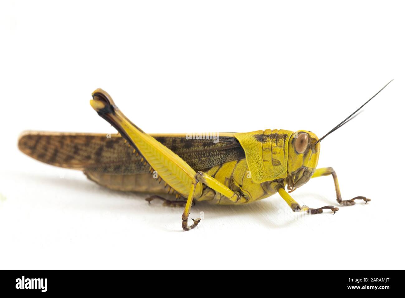 Grasshopper valanga hi-res stock photography and images - Alamy