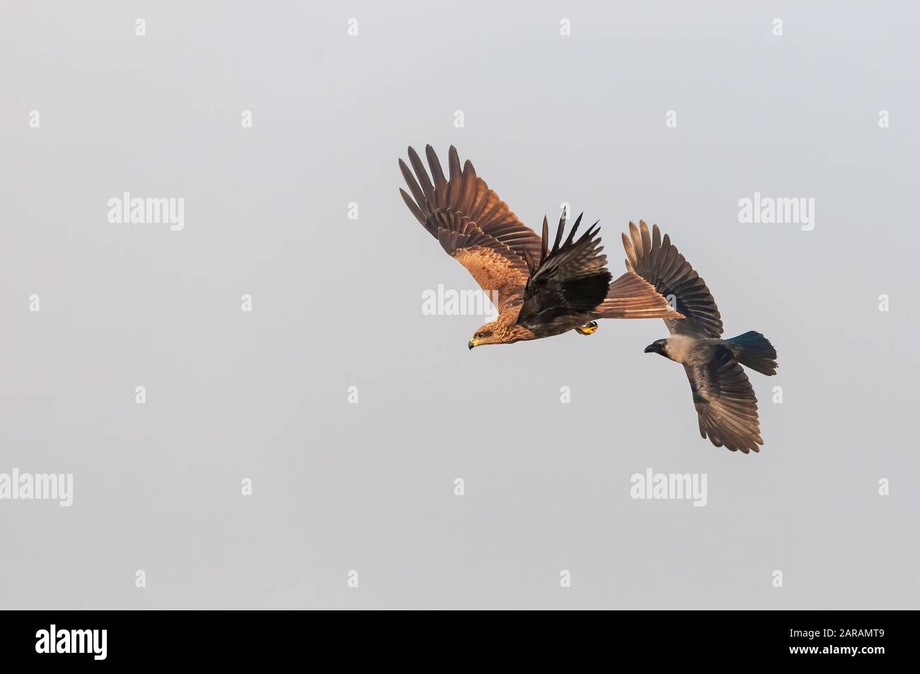 Predator chasing prey hi-res stock photography and images - Alamy