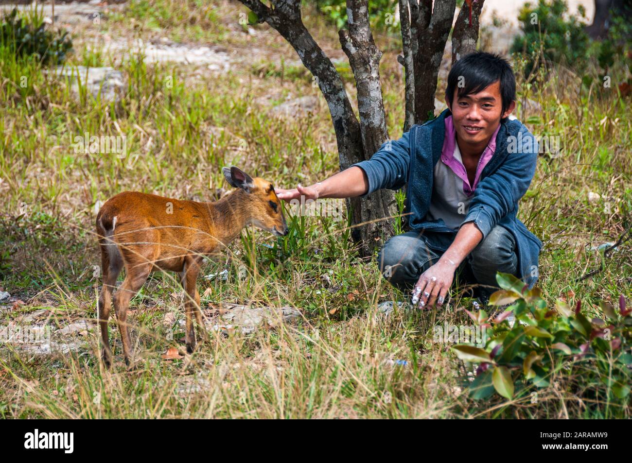 A young Cambodian man makes friends with a red muntjac deer (Muntiacus ...