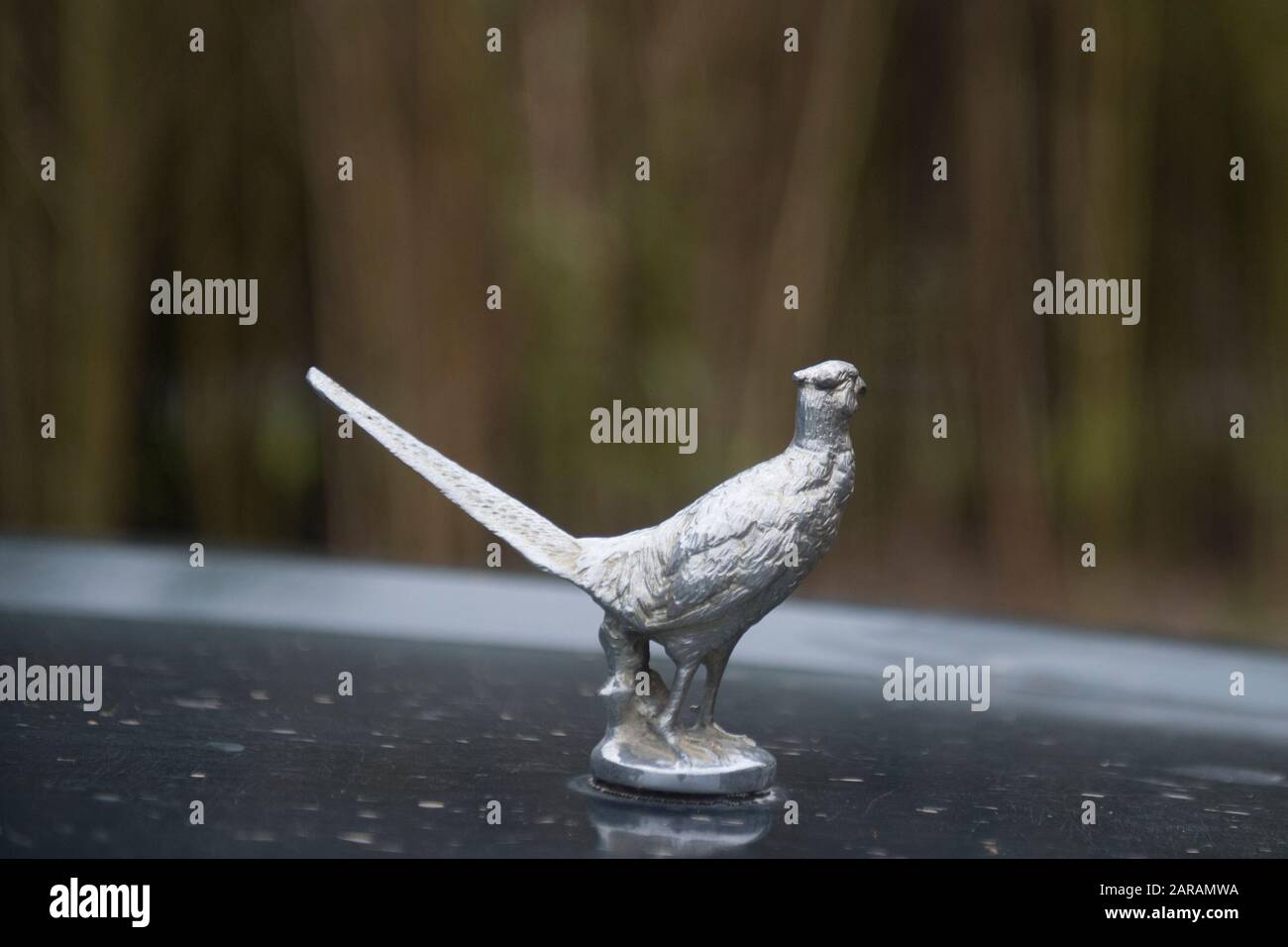 bonnet mascot pheasant Stock Photo - Alamy