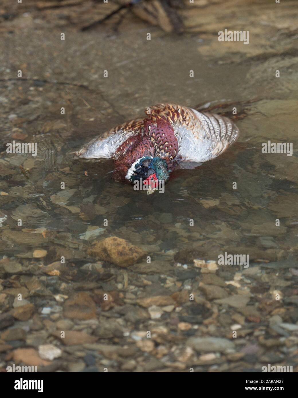 dead pheasant in a stream Stock Photo - Alamy