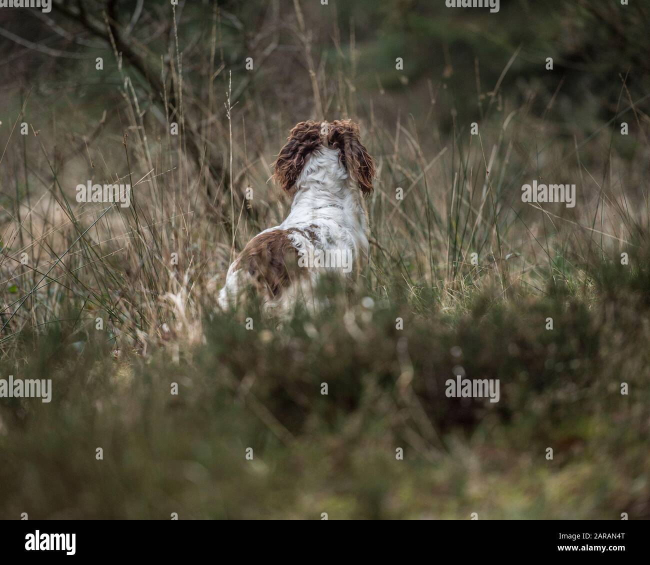 English wilderness hi-res stock photography and images - Alamy