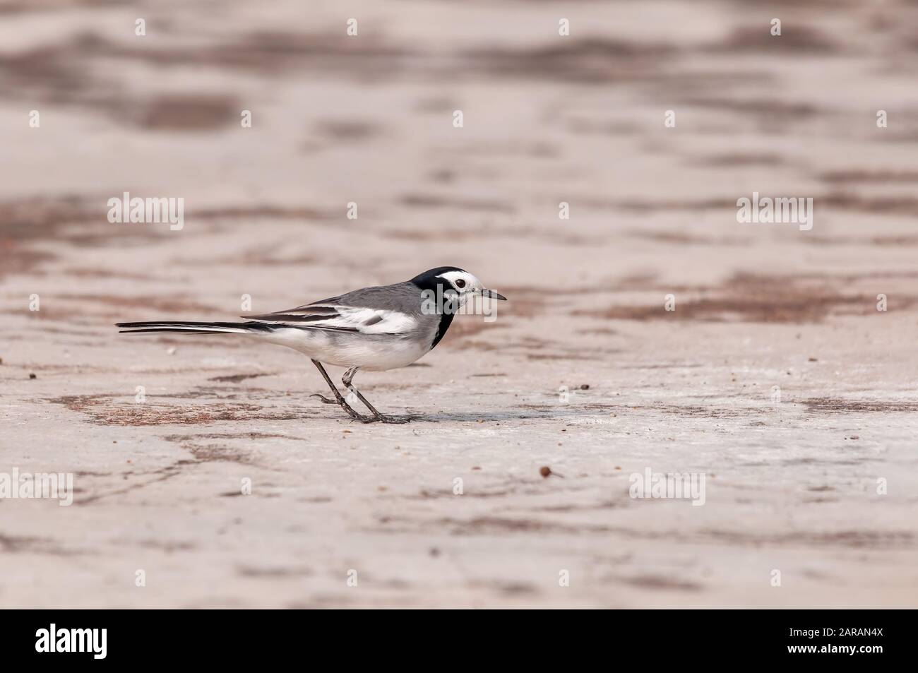White wagtail walking hi-res stock photography and images - Alamy