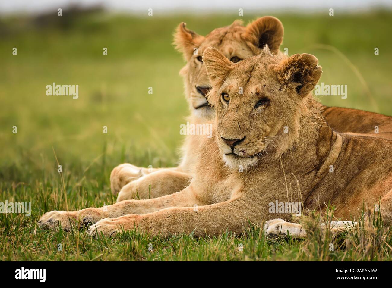 Pirates of the Maasai Mara, lions with a single eye, Maasai Mara, Kenya ...