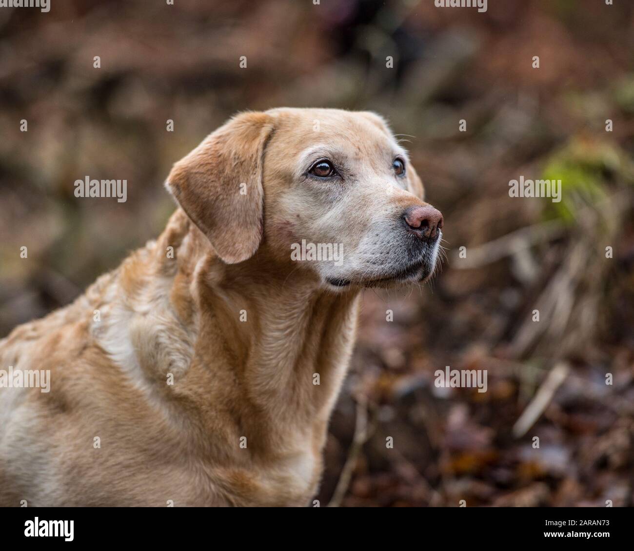 Old male retriever hi-res stock photography and images - Alamy