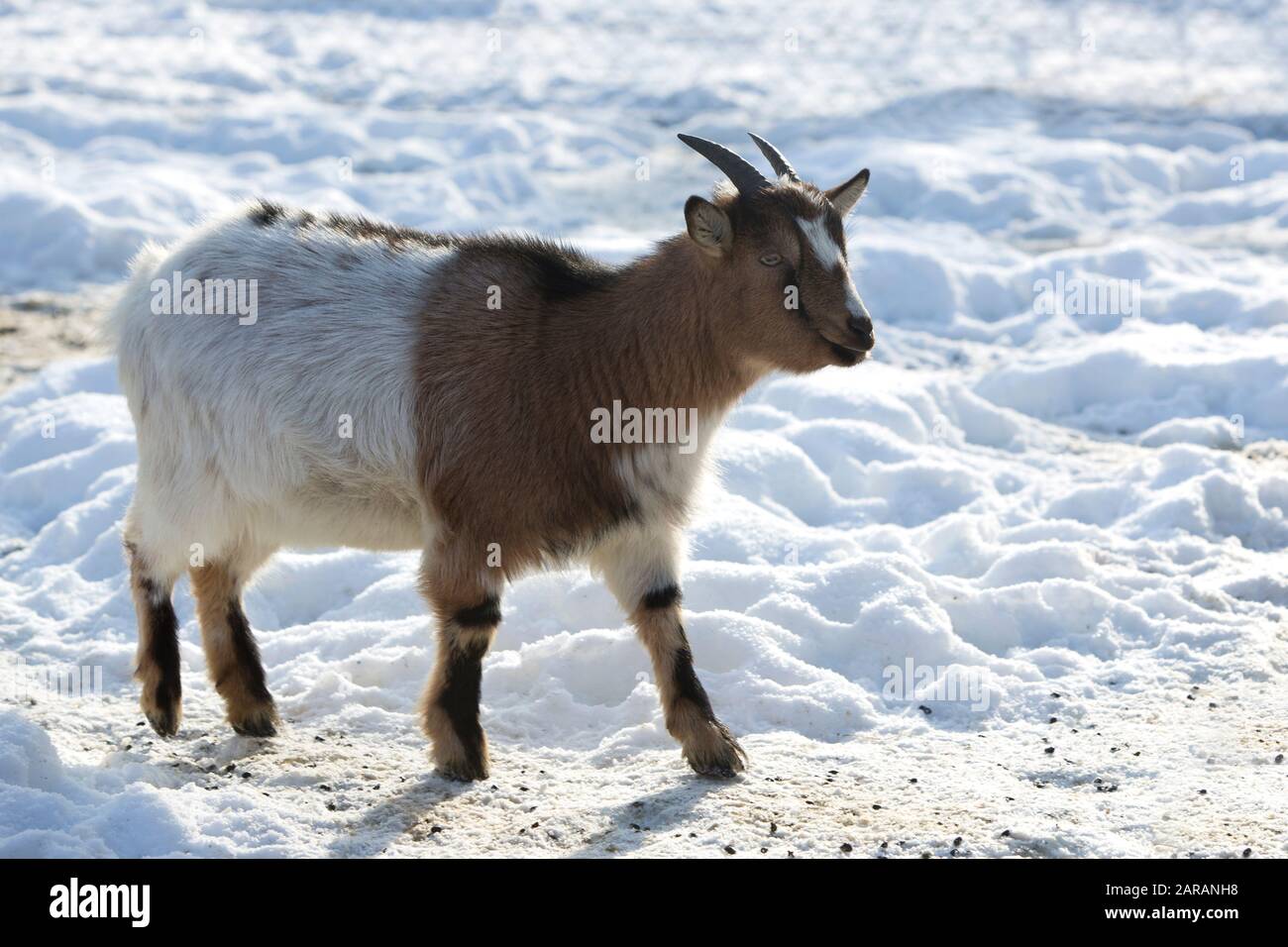 Pygmy goat in a park, in snowy wintertime Stock Photo - Alamy