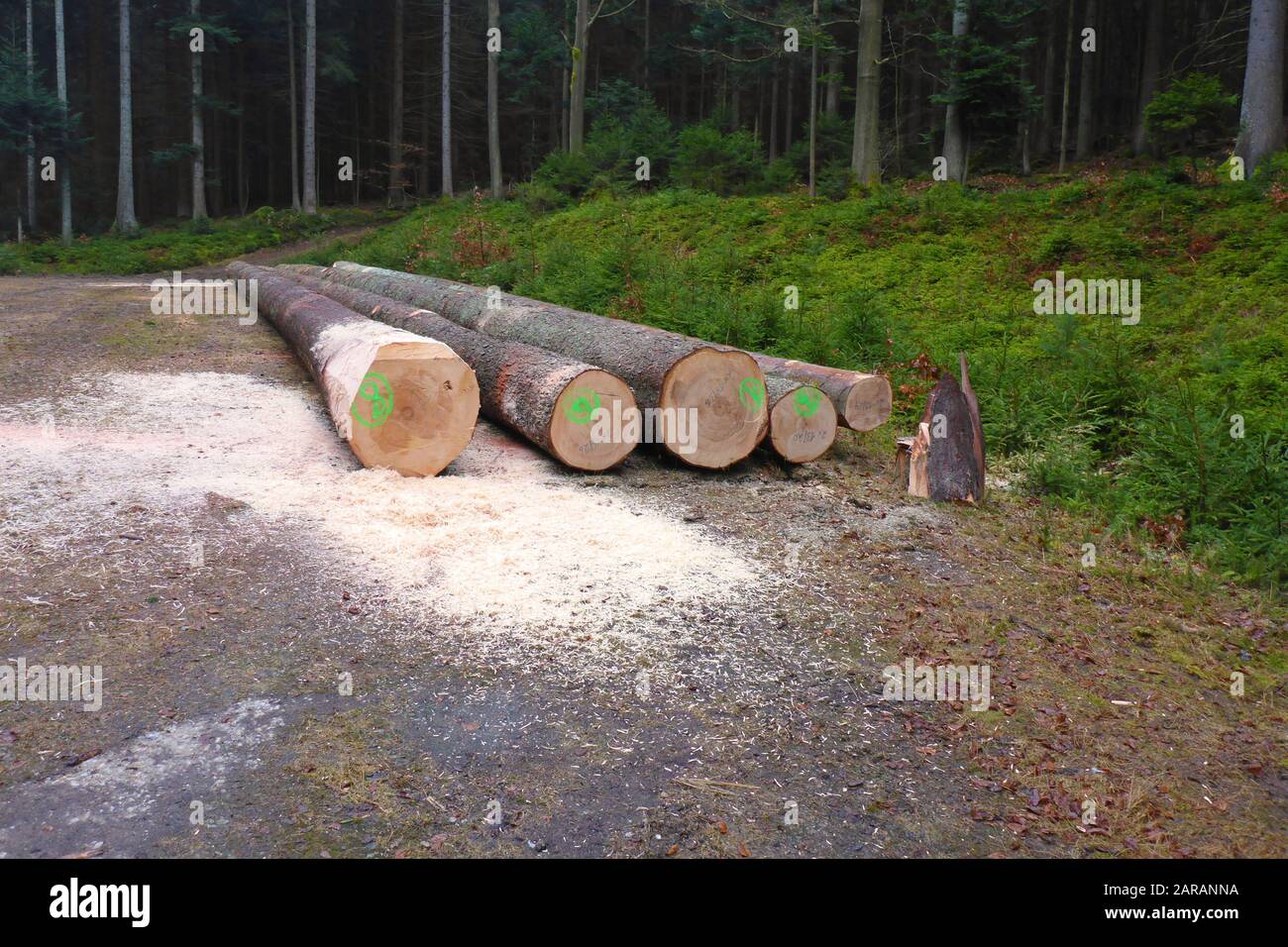 Forestry yard hi-res stock photography and images - Alamy