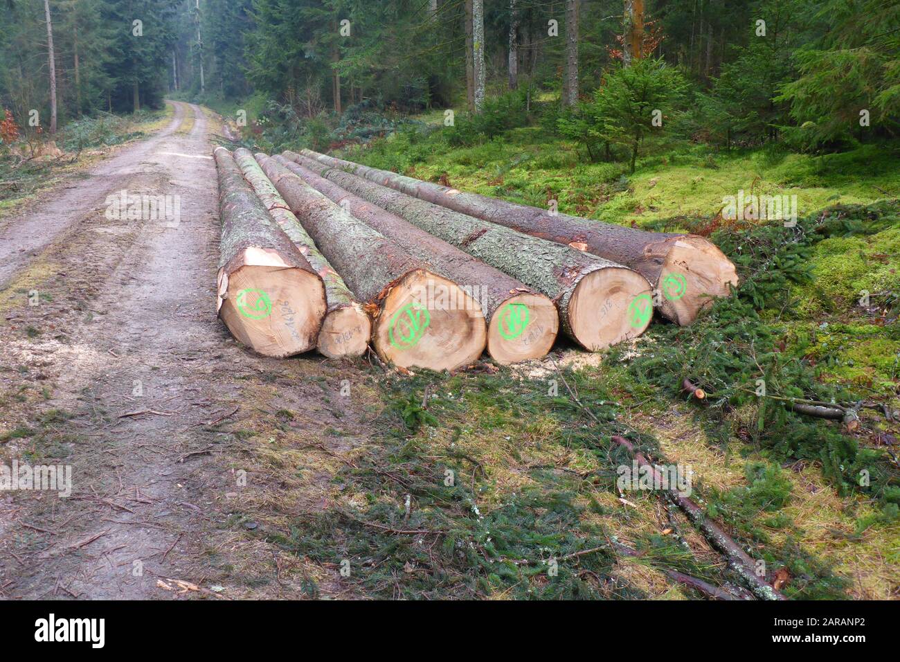 Forestry yard hi-res stock photography and images - Alamy