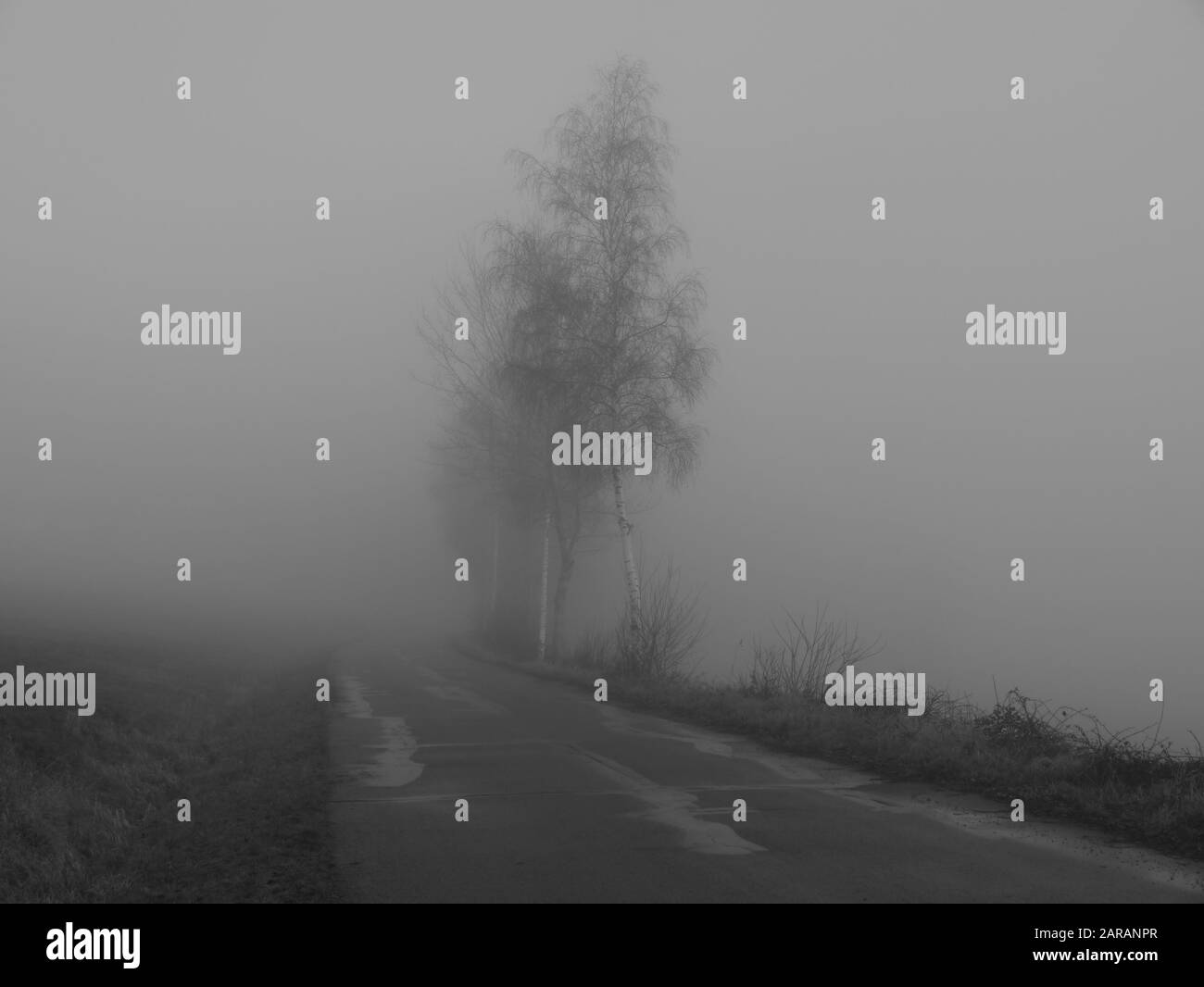 landscape with fog, trees and a street Stock Photo - Alamy