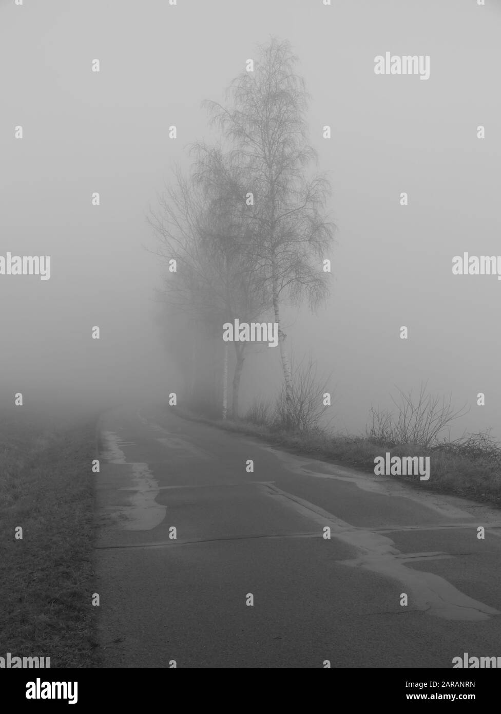 landscape with fog, trees and a street Stock Photo - Alamy
