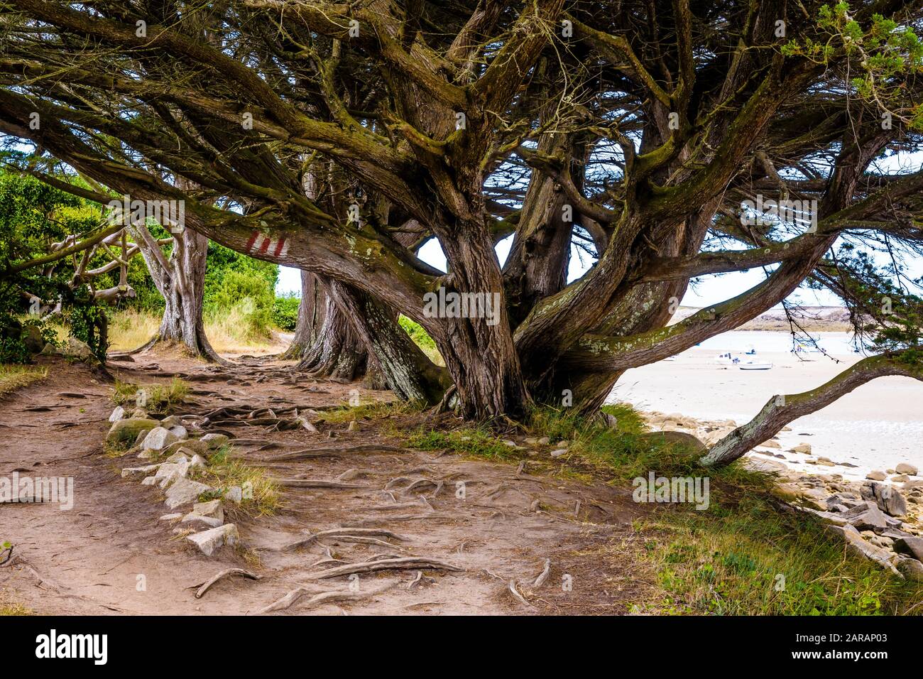 Large old cypress tree on the GR34 coastal path on the Ile-Grande ...