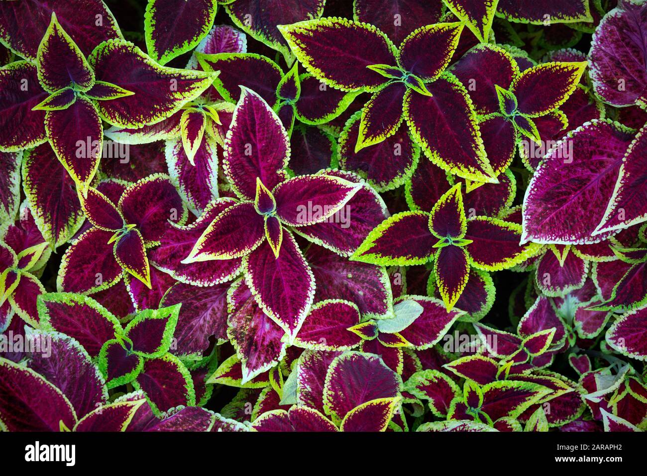 Decorative Coleus Flower Leaves Background Stock Photo - Alamy