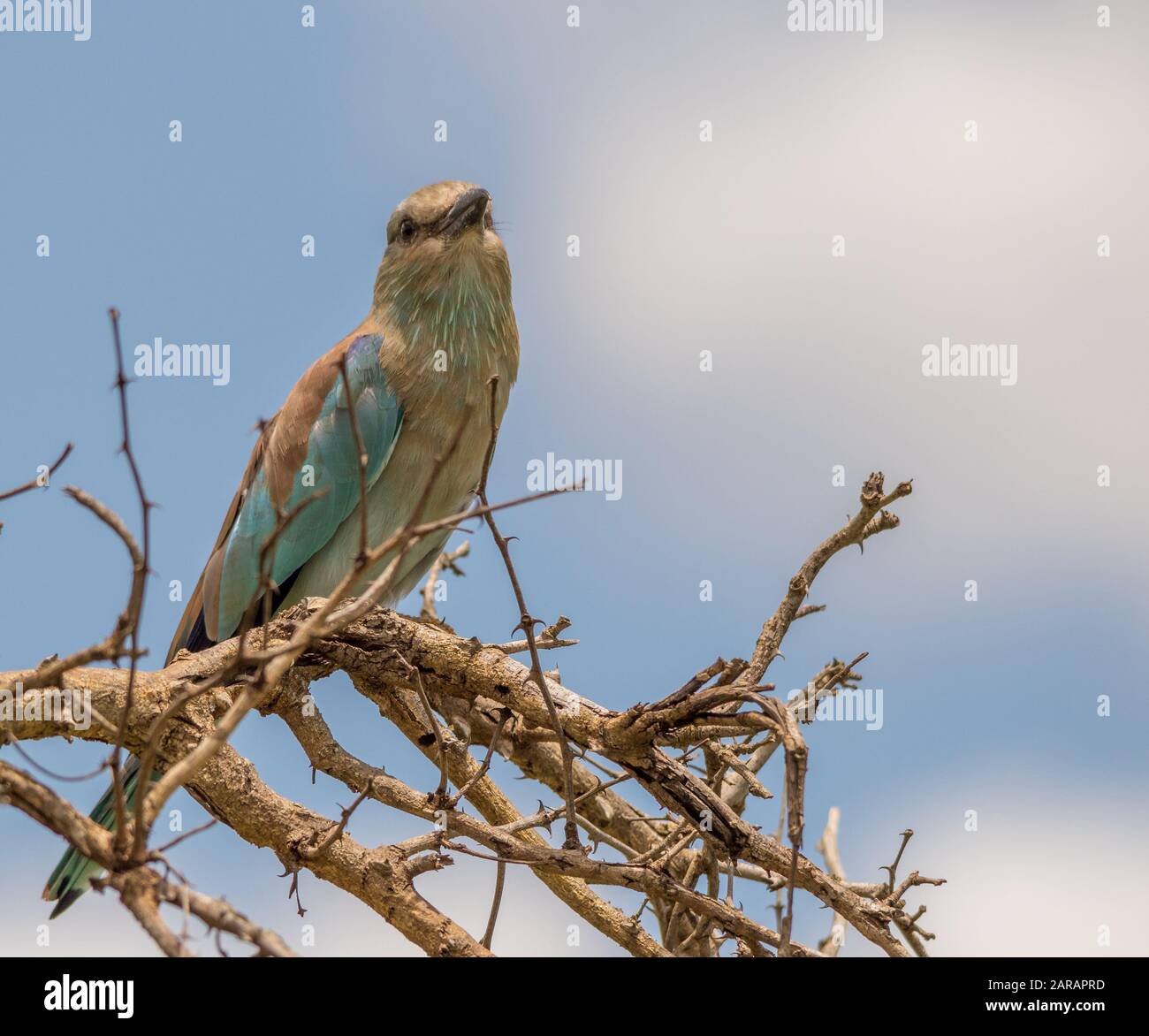 An European roller isolated perched on a dry branch in the Kruger ...