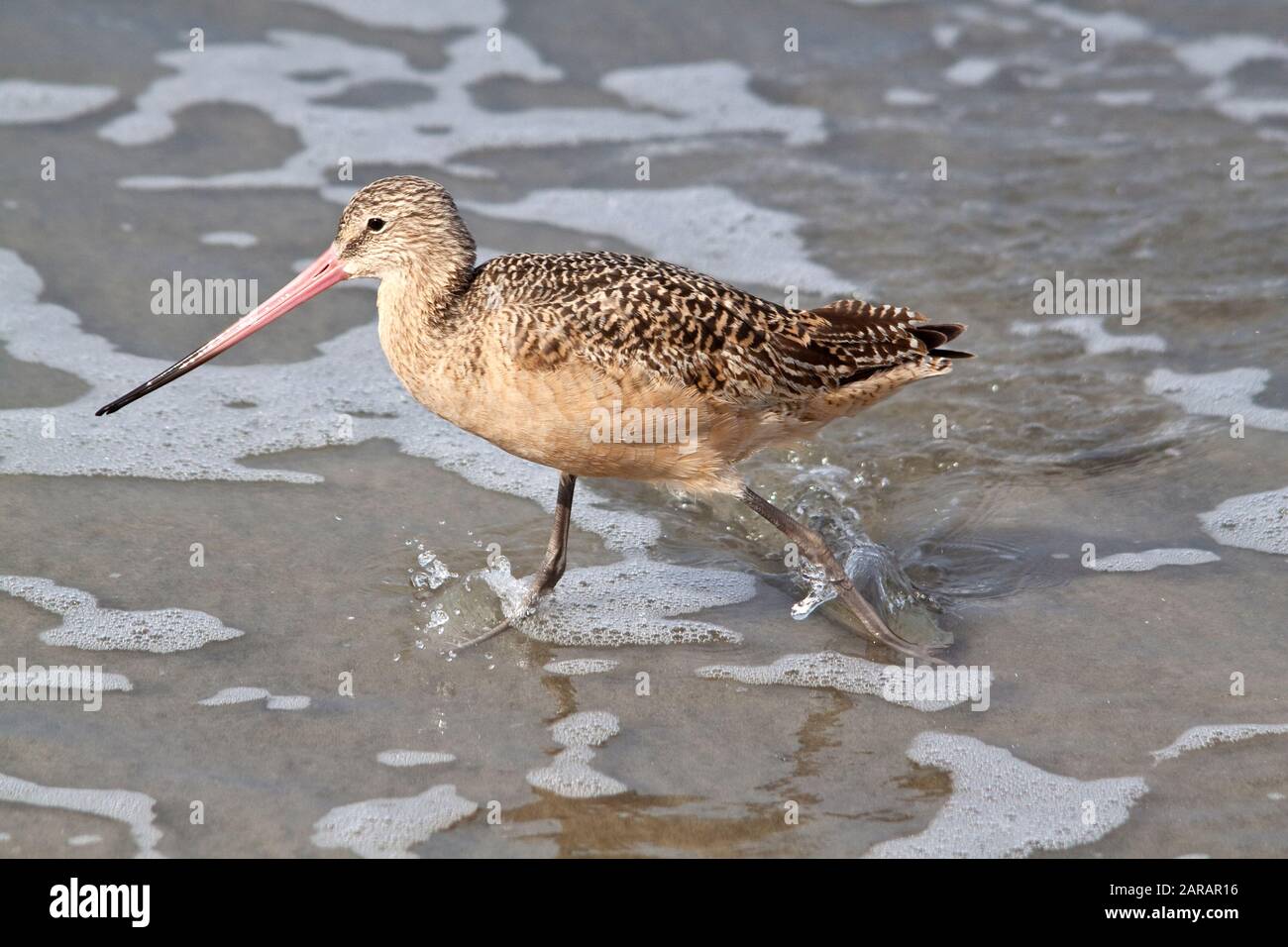 Wading into surf hi-res stock photography and images - Alamy