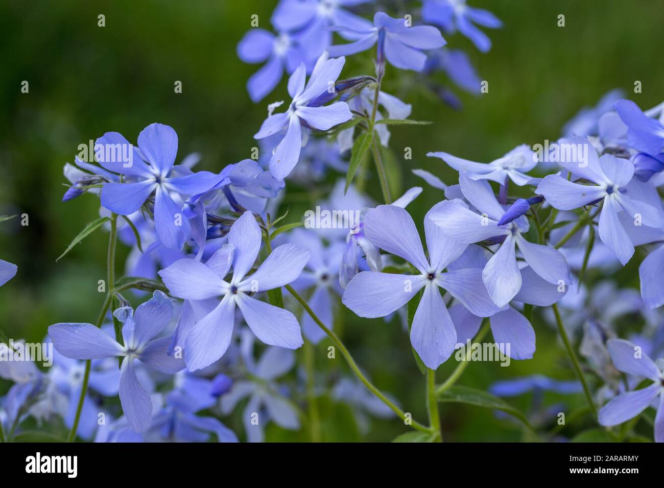 Phlox divaricata - wild sweet william - woodland phlox - wild blue ...
