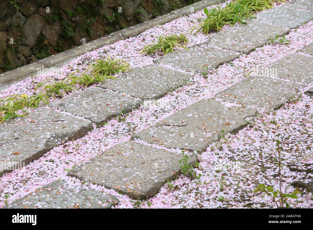 Fallen cherry blossoms on Philosopher's Path in Kyoto, Japan Stock ...