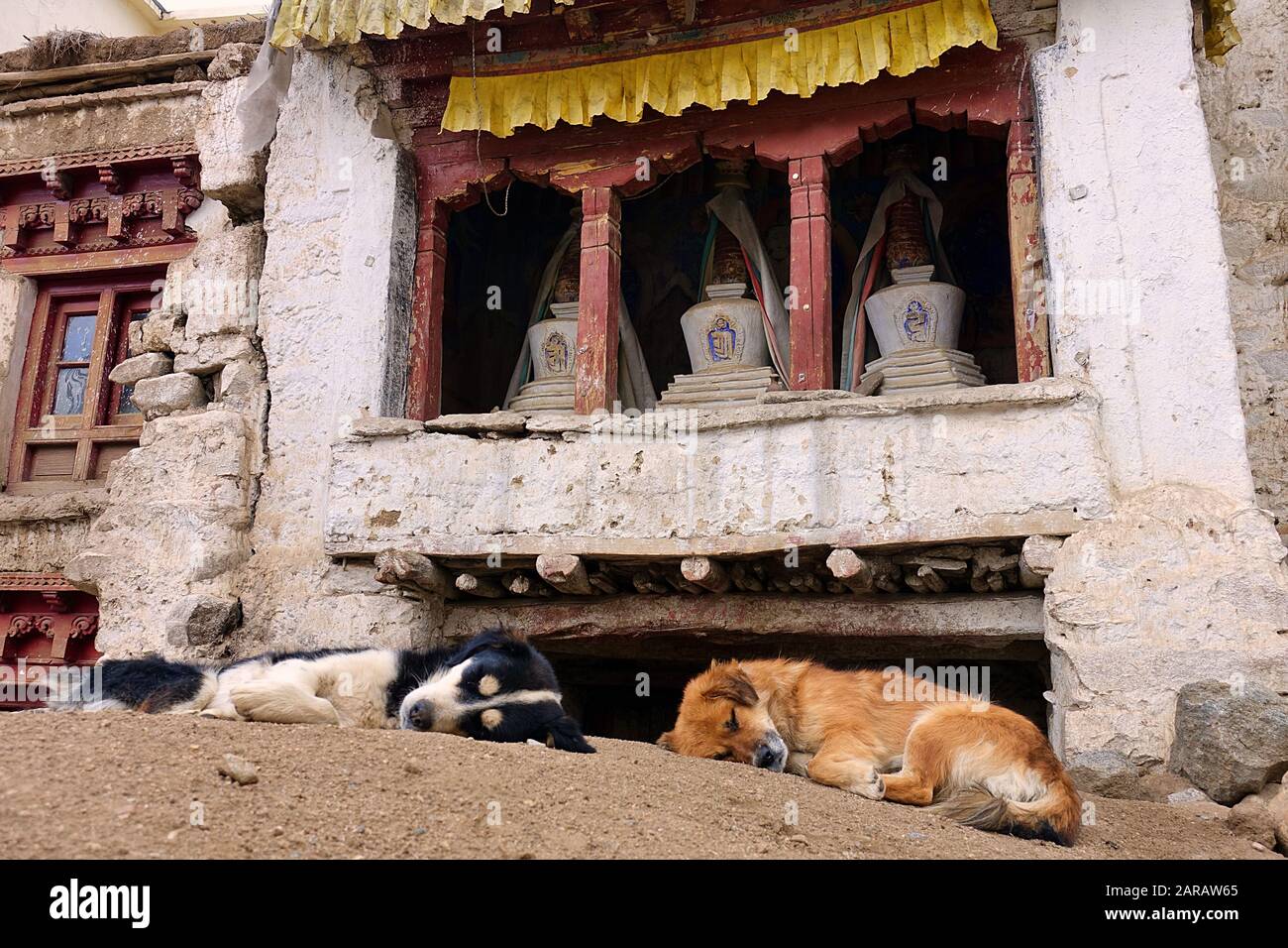 Dogs sleeping in front of old Tibetan Buddhist Stupas (Pagodas) in a ...