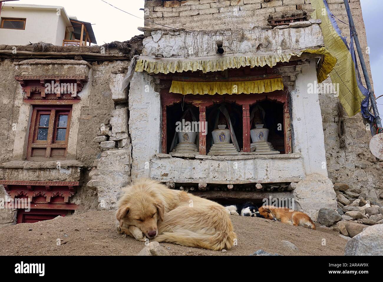 Dogs sleeping in front of old Tibetan Buddhist Stupas (Pagodas) in a ...