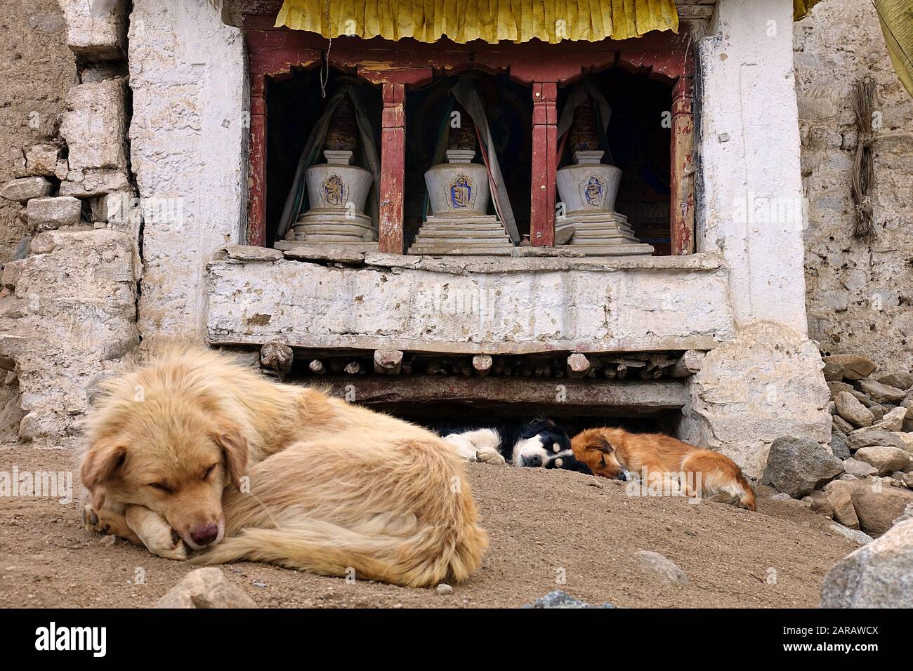 Dogs sleeping in front of old Tibetan Buddhist Stupas (Pagodas) in a ...