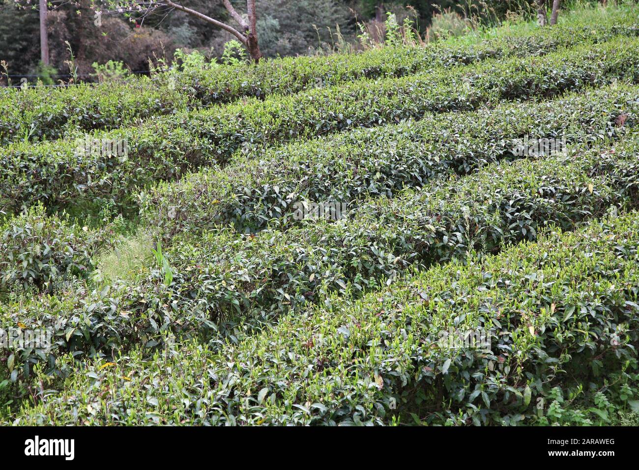 Tea field in Japanese countryside. Tea plantation in Tsumago, Japan ...