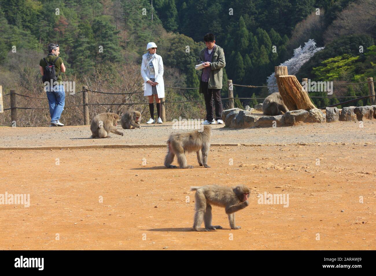 Japanese macaque monkeys High Resolution Stock Photography and Images ...