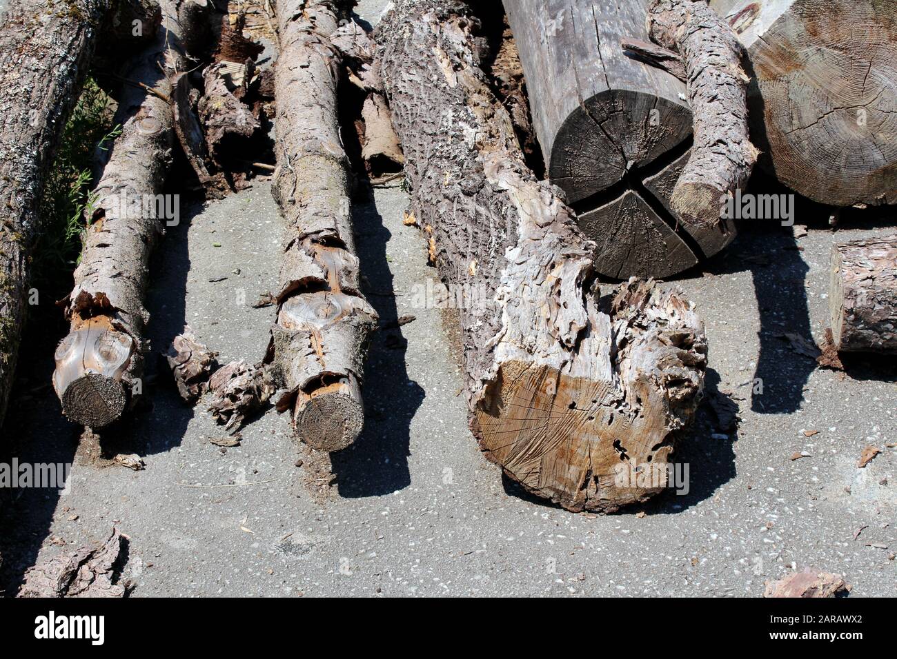 Side view of dried large old wooden logs with cracked bark left in ...