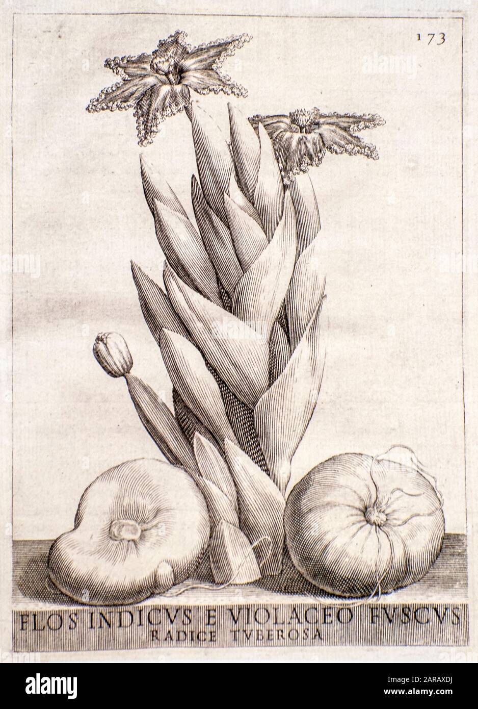 African Plants Drawings