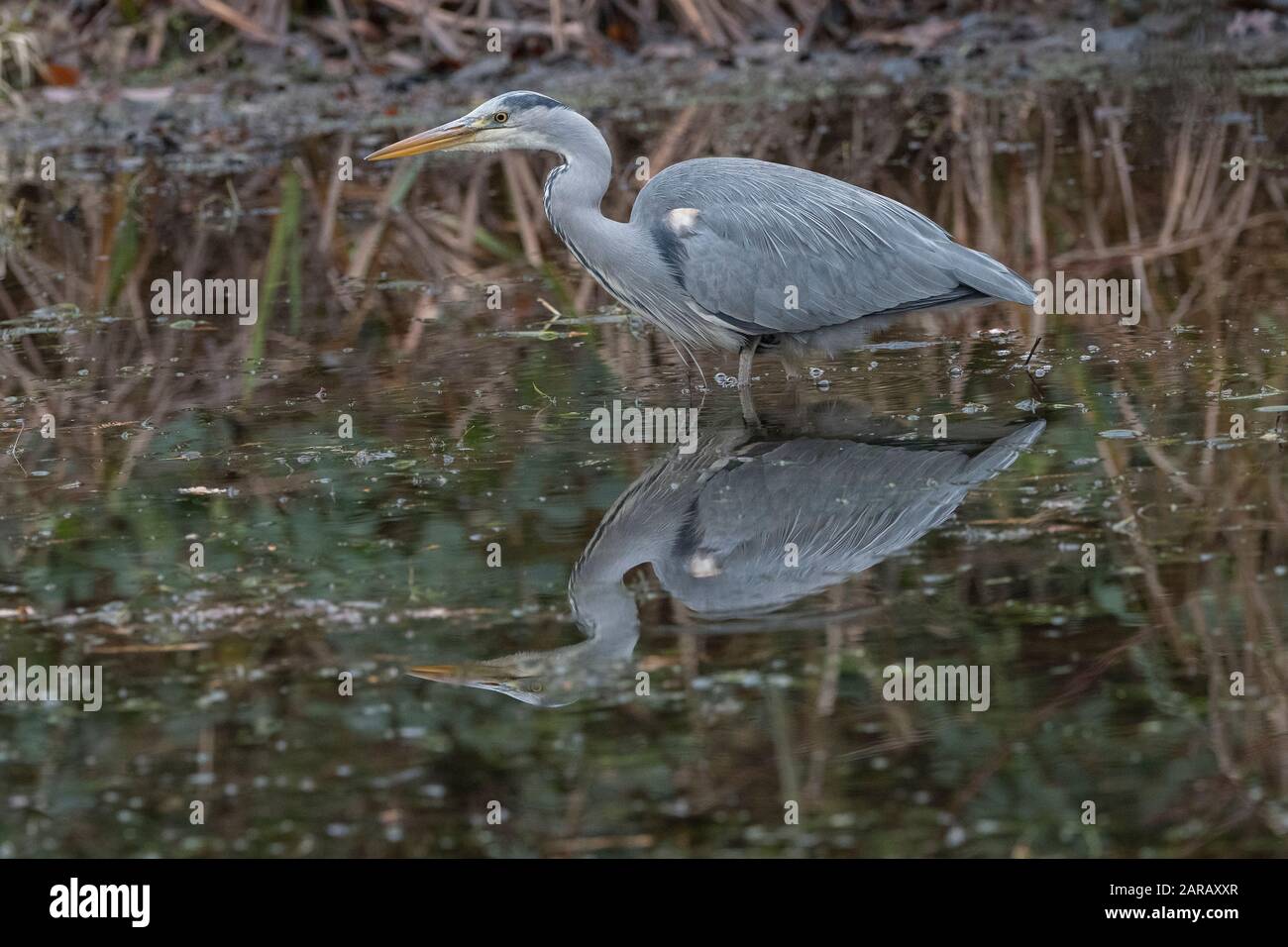 Grey heron (Ardea cinera) feeding on the margins of a village pond, New ...