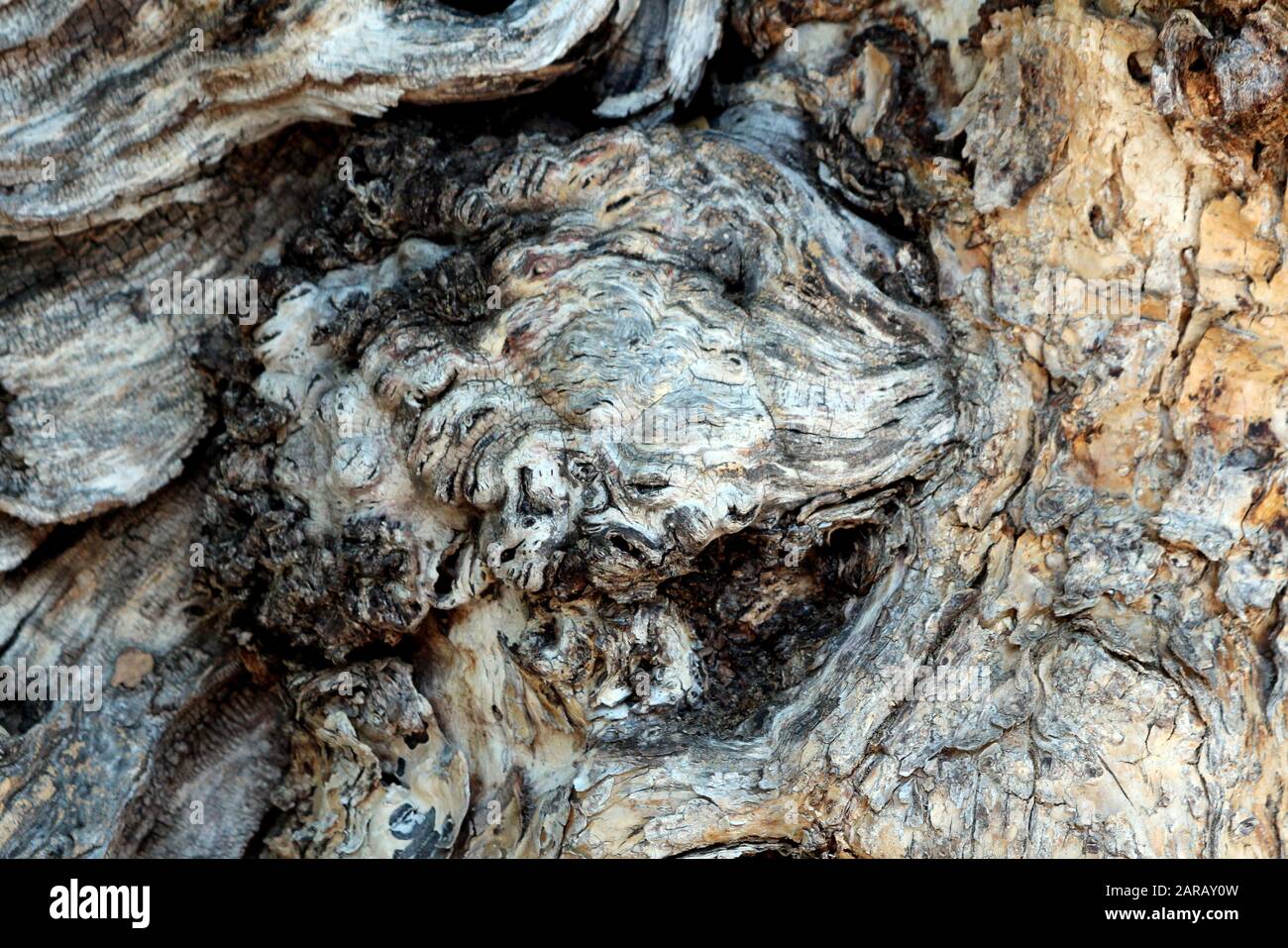 Unusually strange wooden texture on side of tall old tree trunk in ...