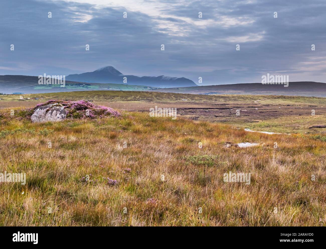 View across bog near Killavally, County Mayo, towards the Silurian ...