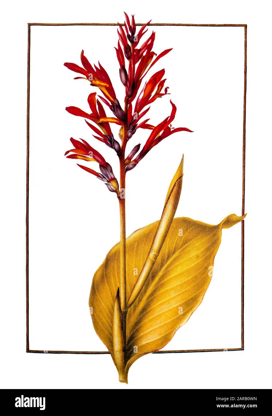 Classical botanical art Cut Out Stock Images & Pictures - Alamy
