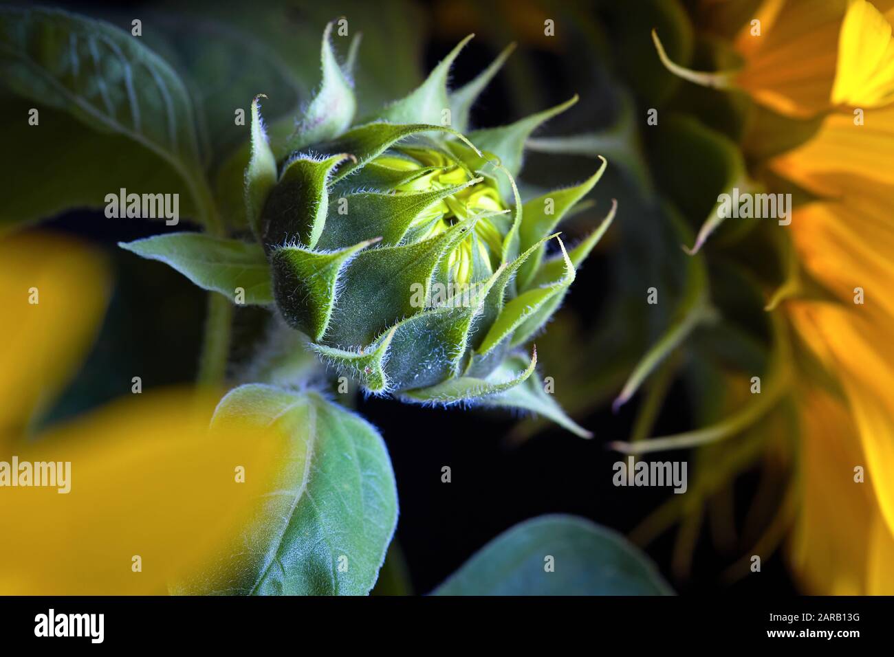 Abstract beautiful green sunflower burgeon developing macro close up ...