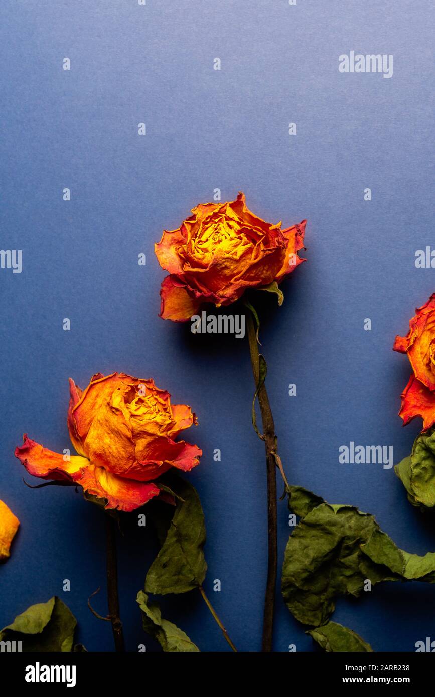 Dried orange roses, bunch of beautiful faded flowers on blue background ...