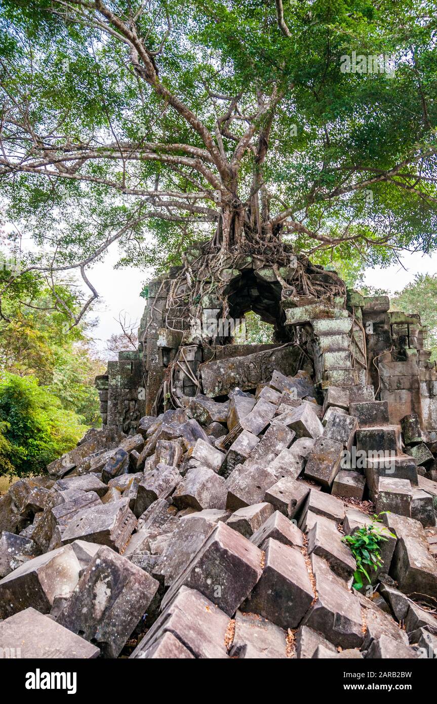 Tree growing on top of a buliding at Beng Mealea temple complex ...