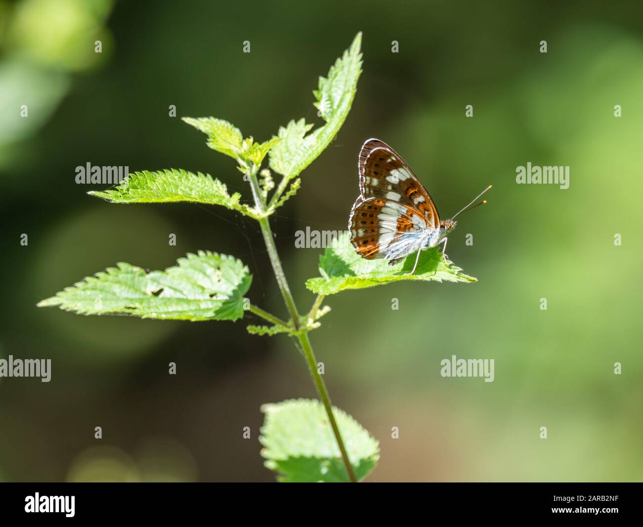 Nettle tree butterfly hi-res stock photography and images - Alamy