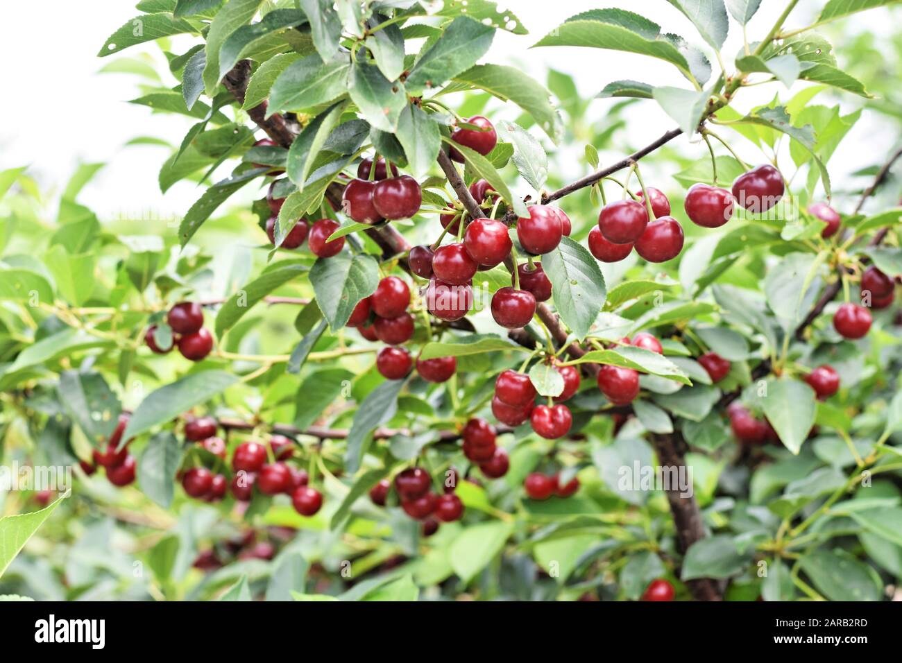 Sour cherry orchard Stock Photo - Alamy