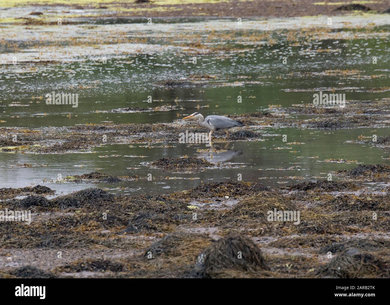Grey heron (Ardea cinera), fishing in the shallows of Loch Aline ...