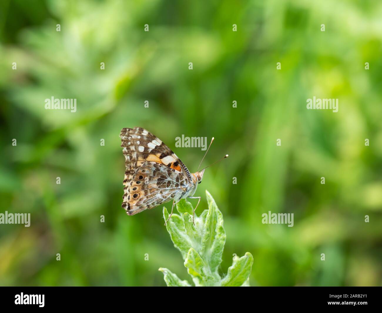 Painted lady butterfly ( Vanessa cardui Stock Photo - Alamy